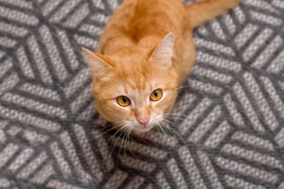 How to Get Cat Urine Smell Out of Carpet [3 Easy Steps] | Home Repair Geek