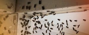Get Rid of Attic Flies or Cluster Flies: 5 Best Ways