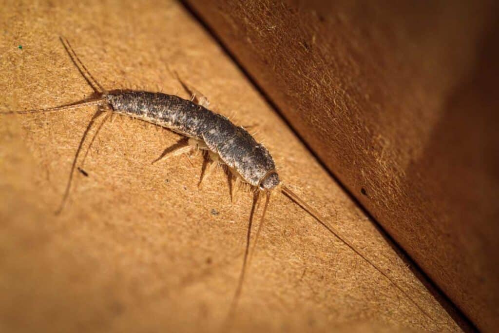 Silverfish in Bathroom? [Quick Solutions to Remove] | Home Repair Geek