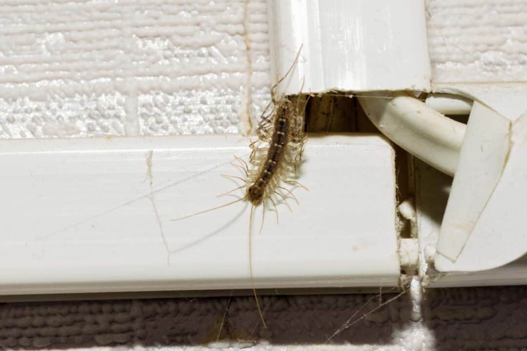 How To Get Rid Of Millipedes In Your House – MUCMV