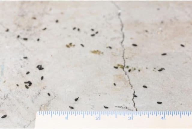 Dead Mouse in Wall: How to Find and Remove It| Home Repair Geek