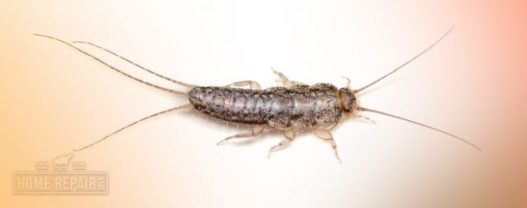 How to Get Rid of Silverfish [4 Easy Steps]