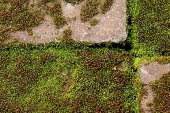 How to Remove Moss from Brick in 3 Quick Steps | Home Repair Geek