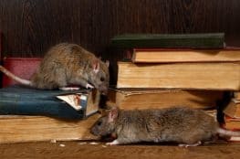 How to Remove Rats in the Attic | Home Repair Geek