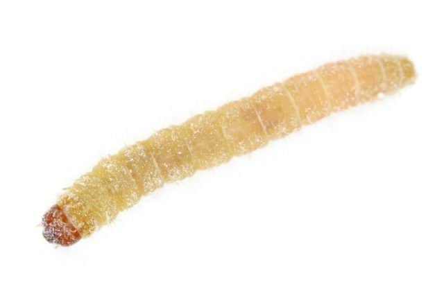 Maggots on Ceiling: Steps for Removing and Cleaning | Home Repair Geek ...