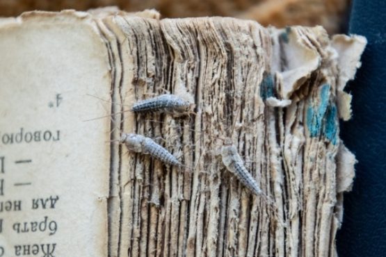 Get Rid of Silverfish in Your Bed (Sleep without Feeling Grossed out ...